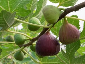 Top 9 Best Fruit Trees for Auckland to Grow