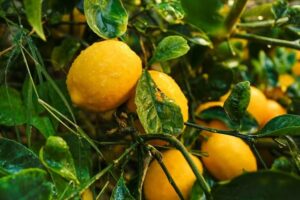 Top 9 Best Fruit Trees for Auckland to Grow