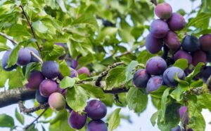 Top 9 Best Fruit Trees for Auckland to Grow