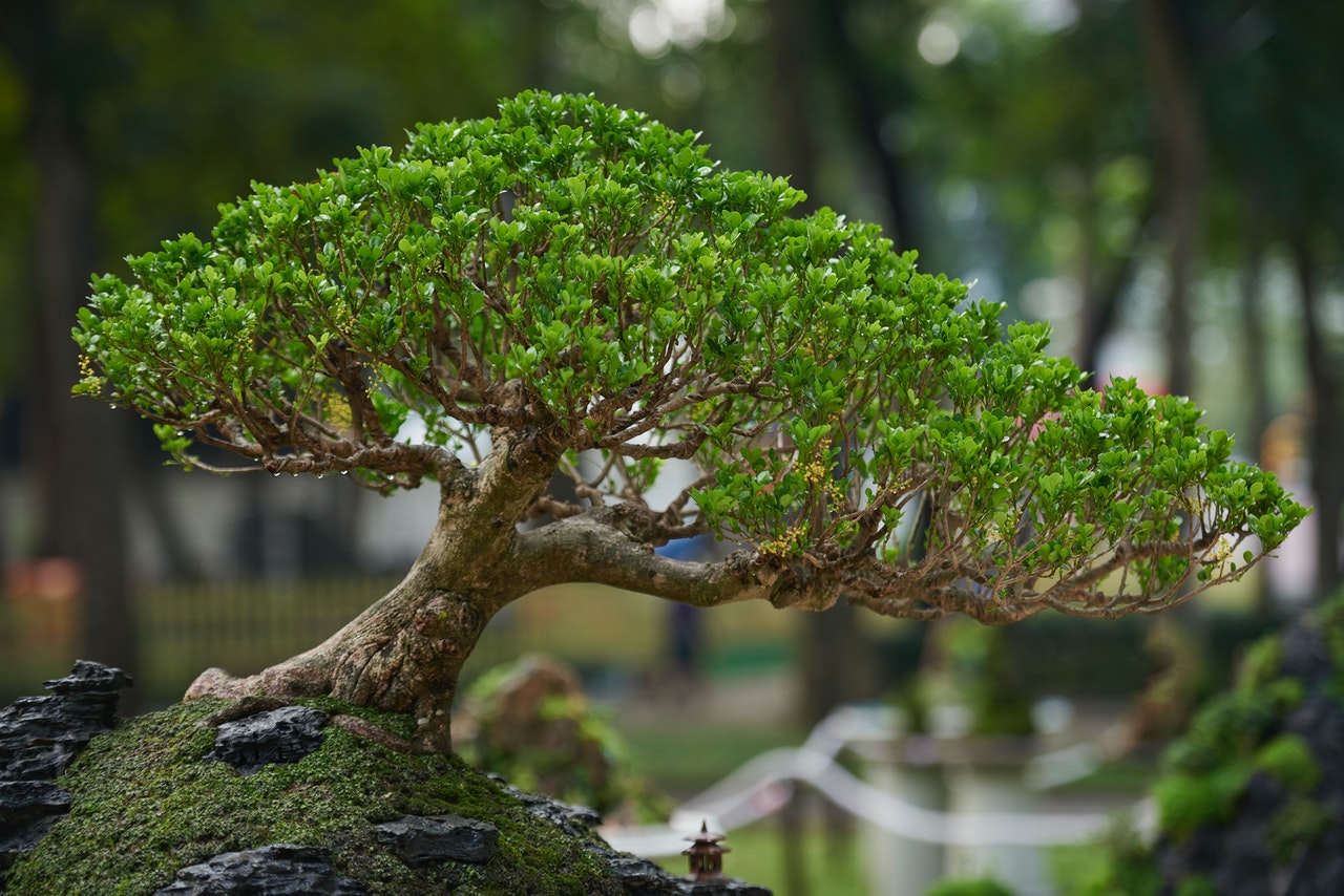 How To Grow Sequoia Bonsai From Seedlings? [2023 Guide] – Gardening For You