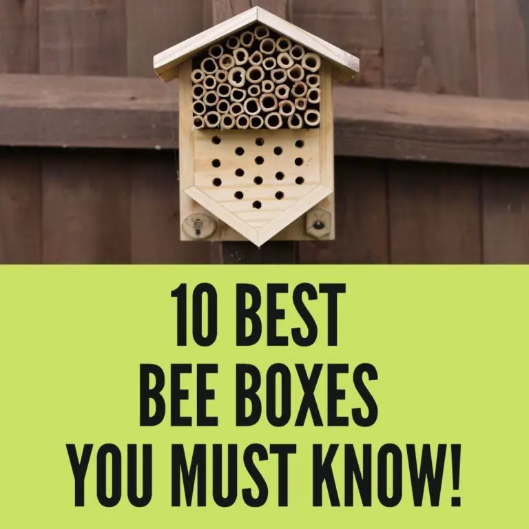 10 Best Bee Boxes You Must Know! – Gardening For You