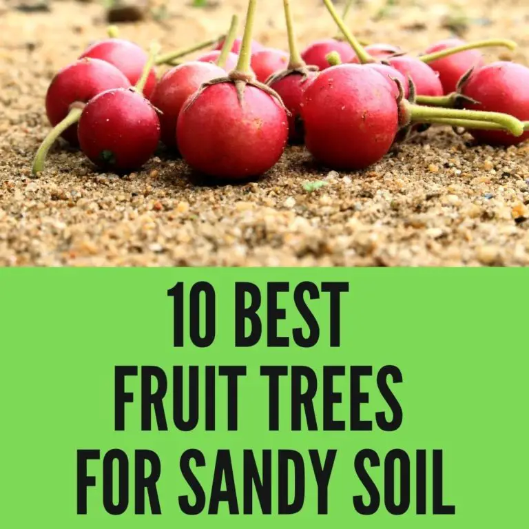 10 Best Fruit Trees for Sandy Soil (2021 Guide)