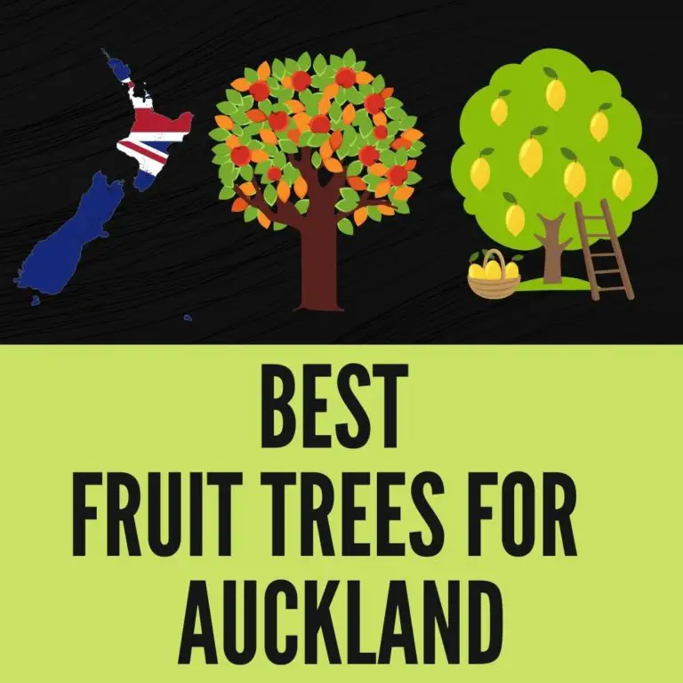 Top 9 Best Fruit Trees for Auckland to Grow