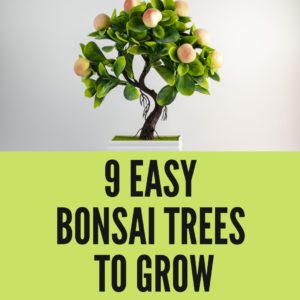 Top 9 Easy Growing Bonsai Trees To Grow (2023) – Gardening For You