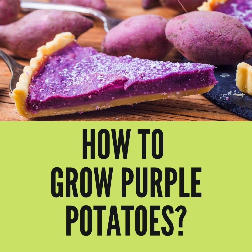 How to Grow Purple Potatoes? 2 Easy Ways – Gardening For You