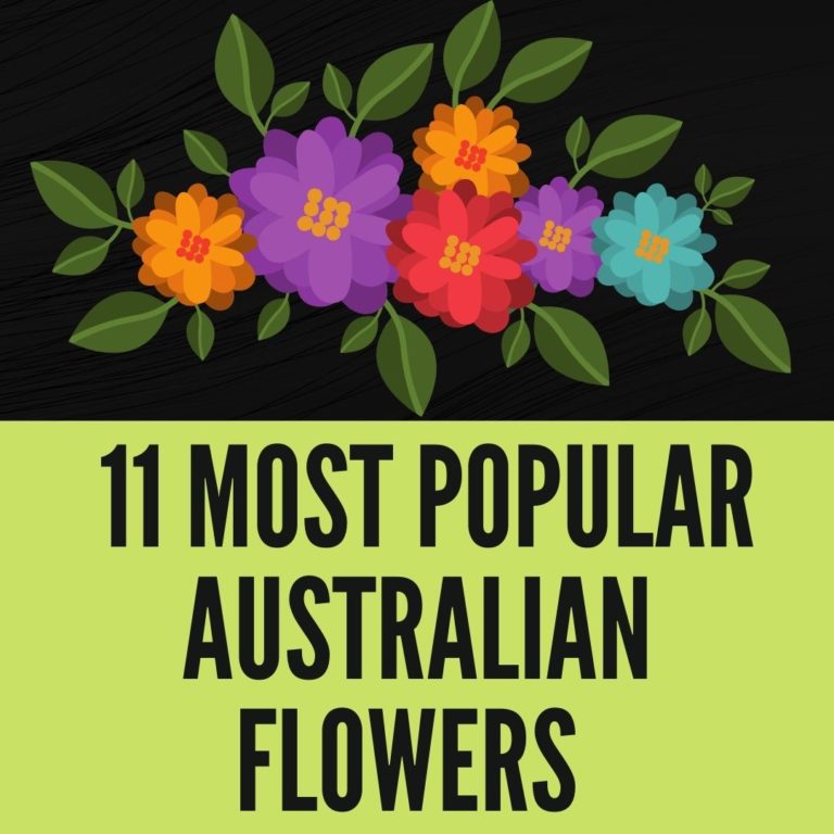 Top 11 Most Popular Australian Flowers in 2023 – Gardening For You