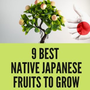 9 Best Native Japanese Fruits That You Should Try – Gardening For You