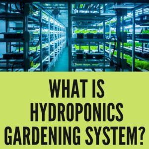 What Is Hydroponics Gardening System? Explanation (2021)