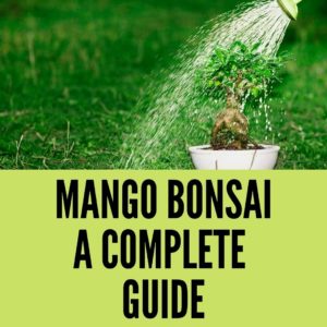 Grow Mango Bonsai Tree in 5 Easy Steps (2023) – Gardening For You