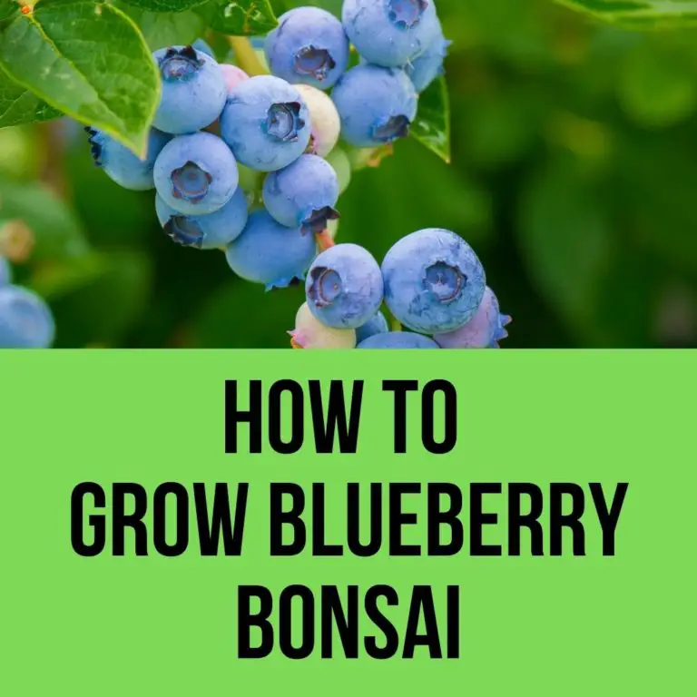 How To Grow An Oak Bonsai In 2023? A Helpful Guide – Gardening For You