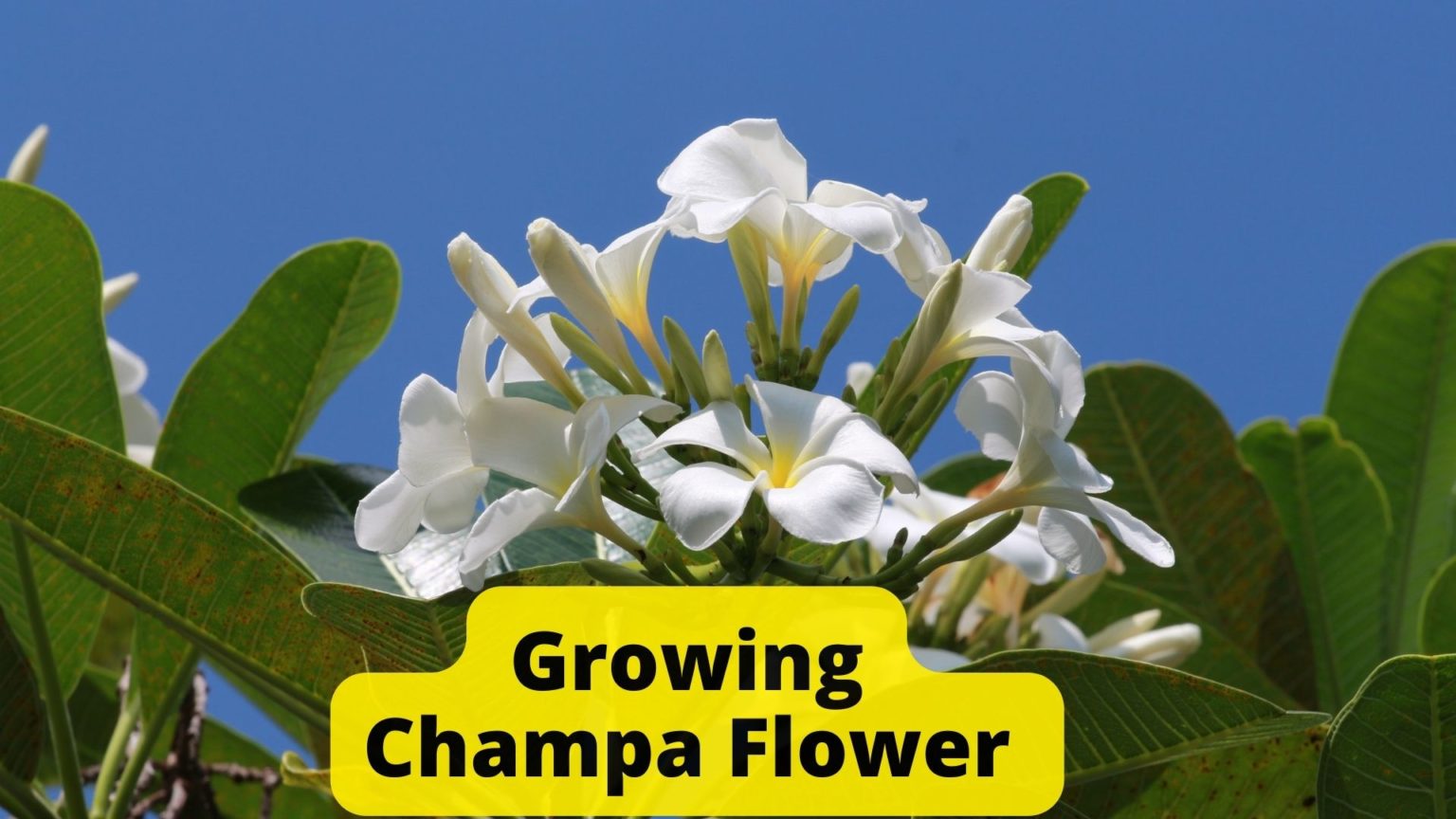 How to Grow Champa Flower in 2023 | The Easy Way – Gardening For You