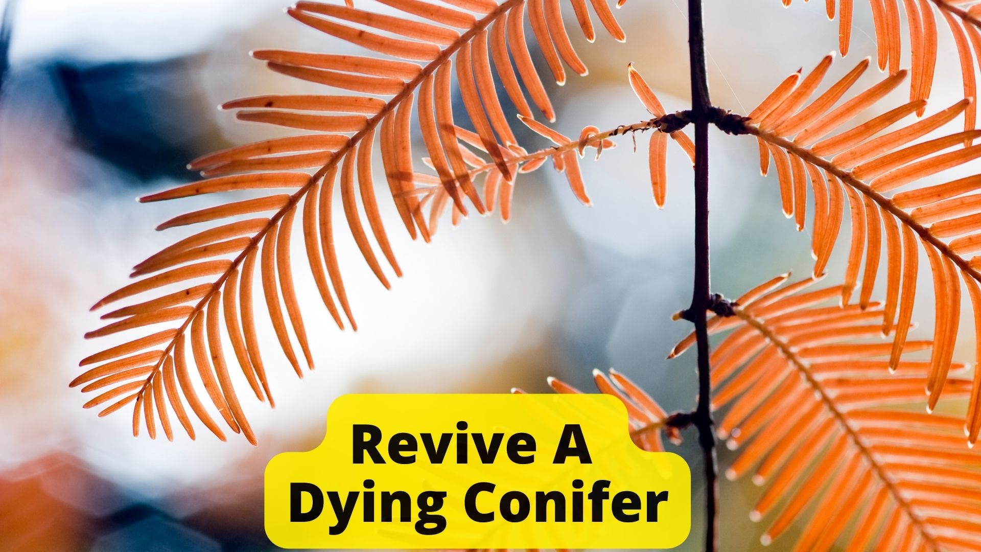 How To Revive A Dying Conifer in 2023? Cause & Solution – Gardening For You