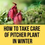 How to Take Care of Pitcher Plant in Winter? Direct Answer (2023 ...
